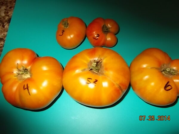 Dwarf Tomato Project - Open Source Seed Initiative