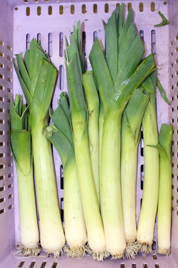 Melaton - Open Source Seed Initiative