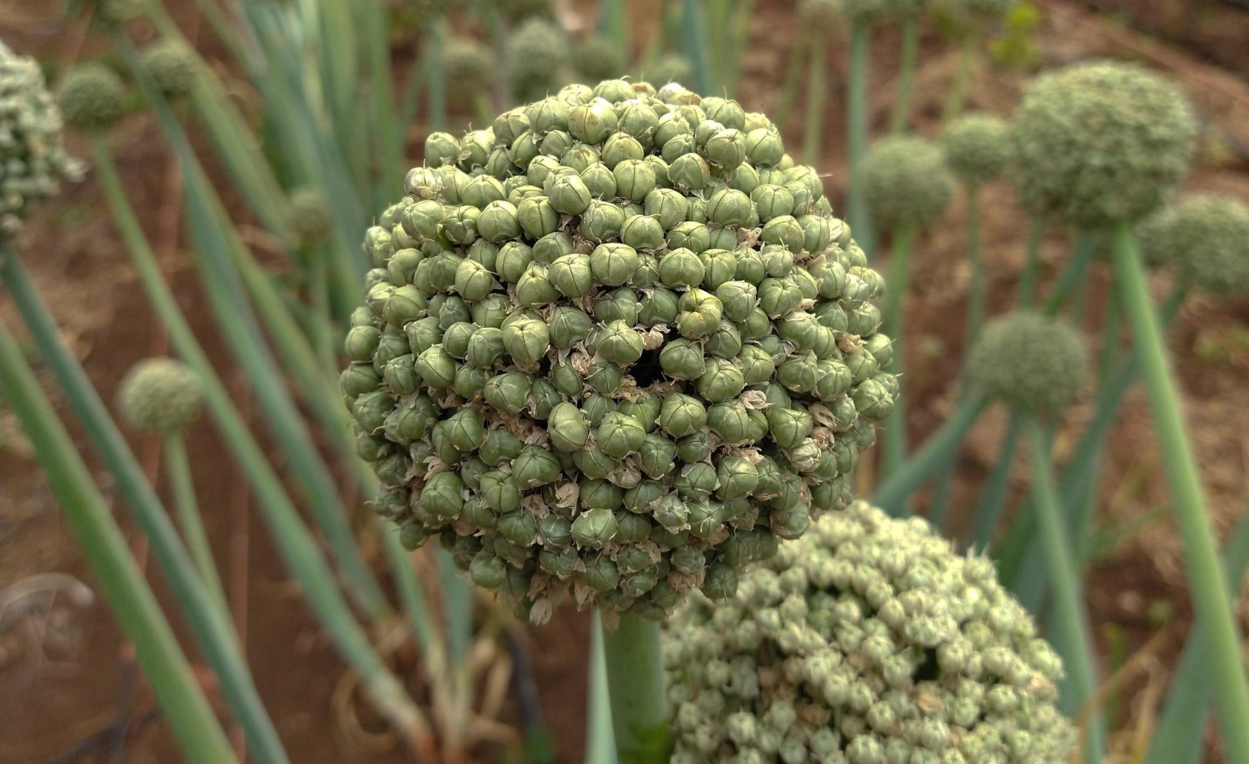 OSSI FAQs - Open Source Seed Initiative