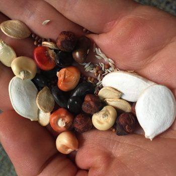 Welcome to the Open Source Seed Initiative - Open Source Seed Initiative